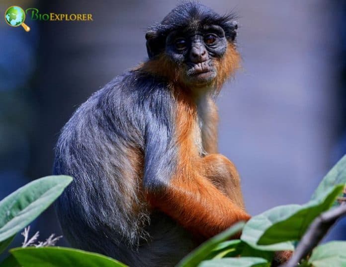 Western Red Colobus Characteristics | Piliocolobus Badius Diet & Facts