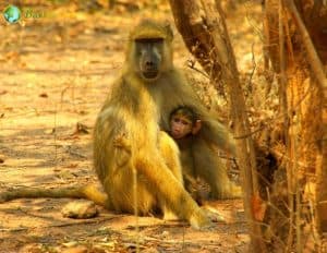 Yellow Baboon Characteristics | Papio Cynocephalus Diet & Facts ...
