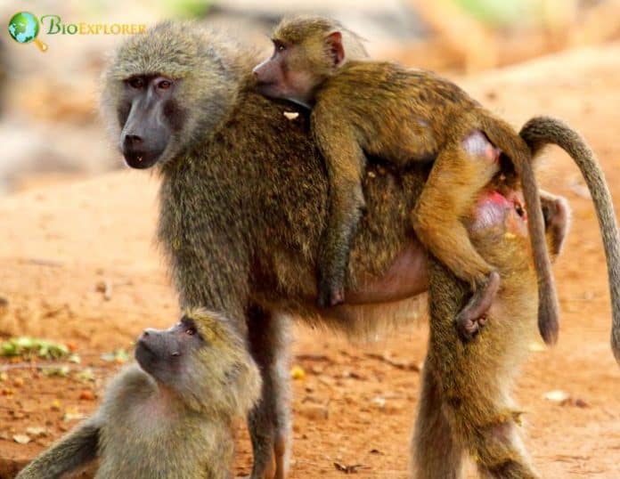 Olive Baboon Characteristics | Papio Anubis Diet & Facts | BioExplorer