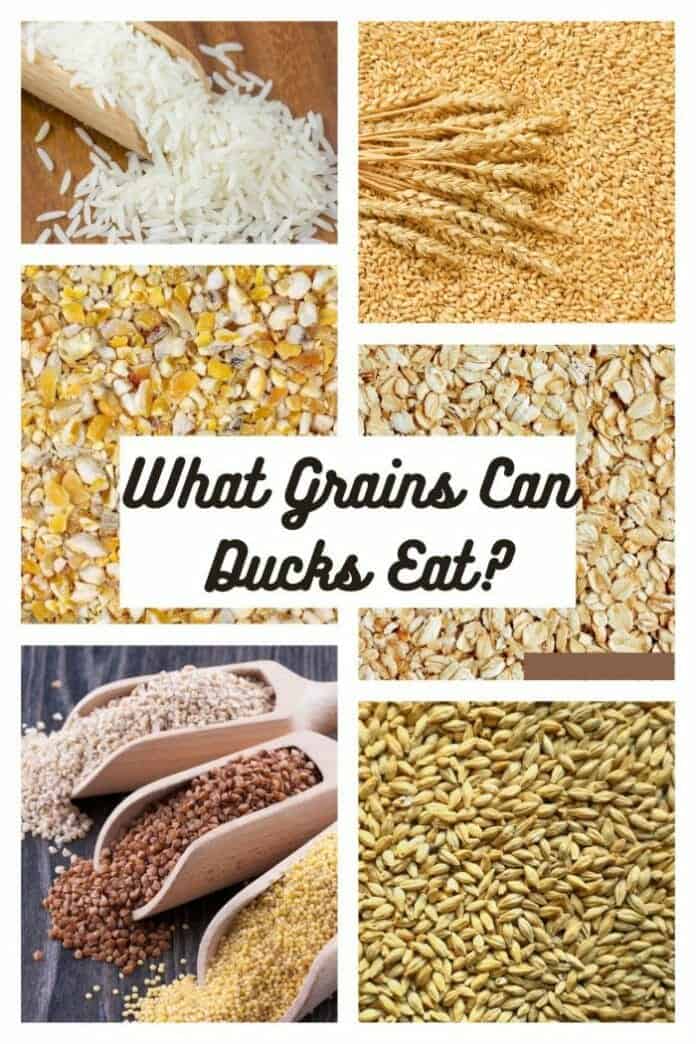 What Do Ducks Eat? | Ducks Diet By Types (Updated 2023)