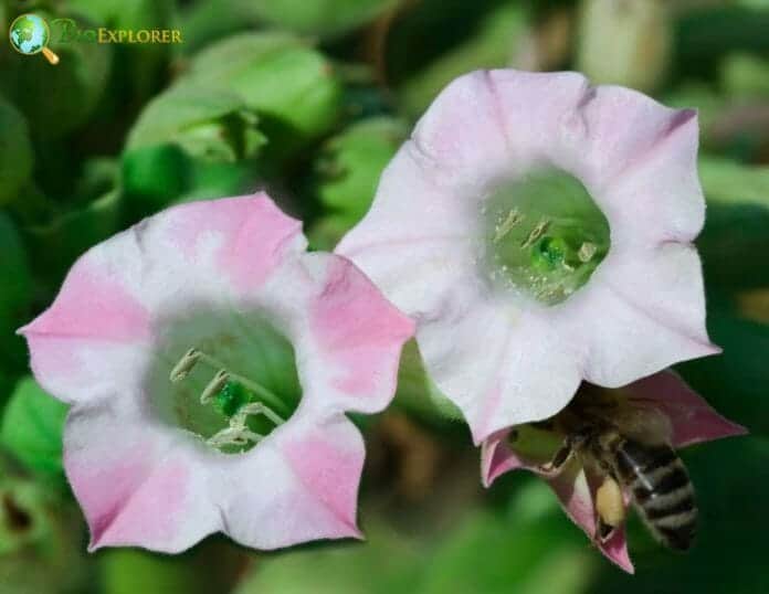 Top 100 BEST Fragrant Flowers | Sweet-scented Flowers | BioExplorer