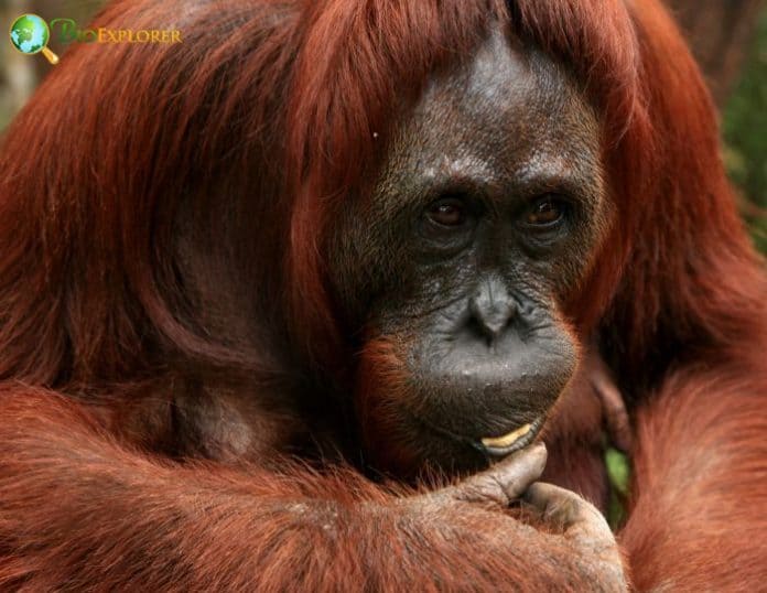 Bornean Orangutan Characteristics | Pongo Pygmaeus Diet Facts