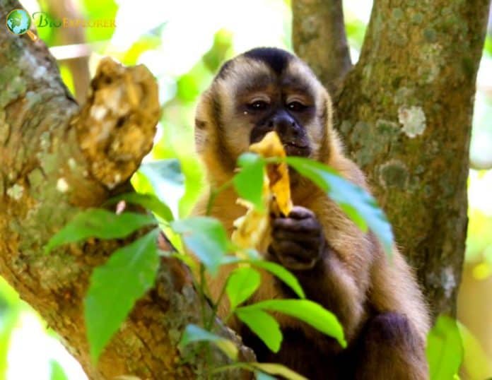 Guianan Brown Capuchin Characteristics | Sapajus Apella Diet & Facts