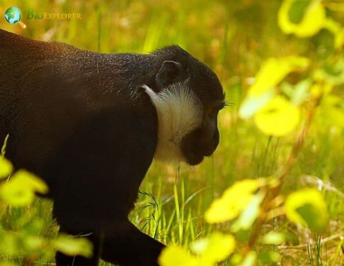 L'hoest Monkey Characteristics | Allochrocebus Lhoesti Diet & Facts