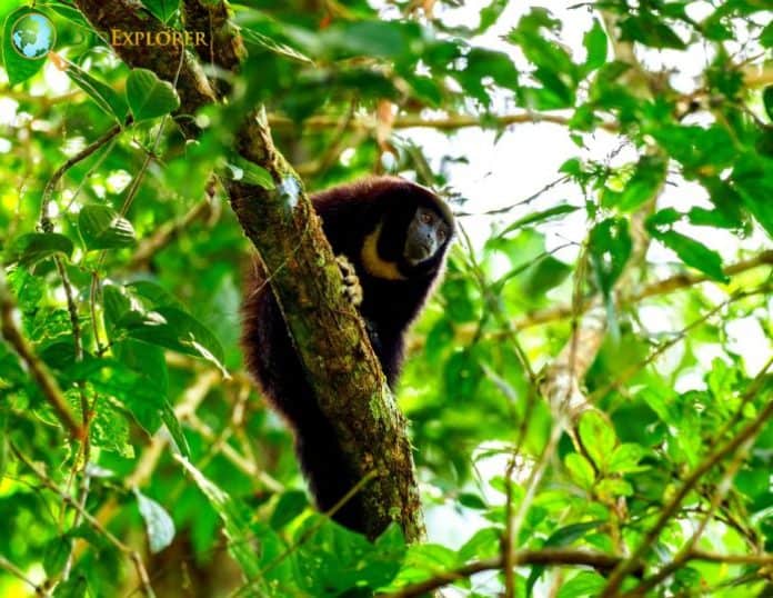 Lucifer Titi Characteristics | Cheracebus Lucifer Diet & Facts ...