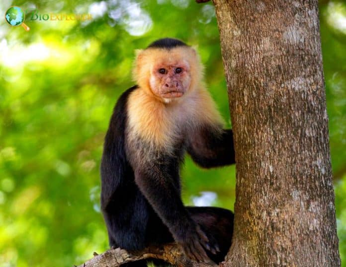 Panamanian White-Faced Capuchin Characteristics | Cebus Imitator Diet ...