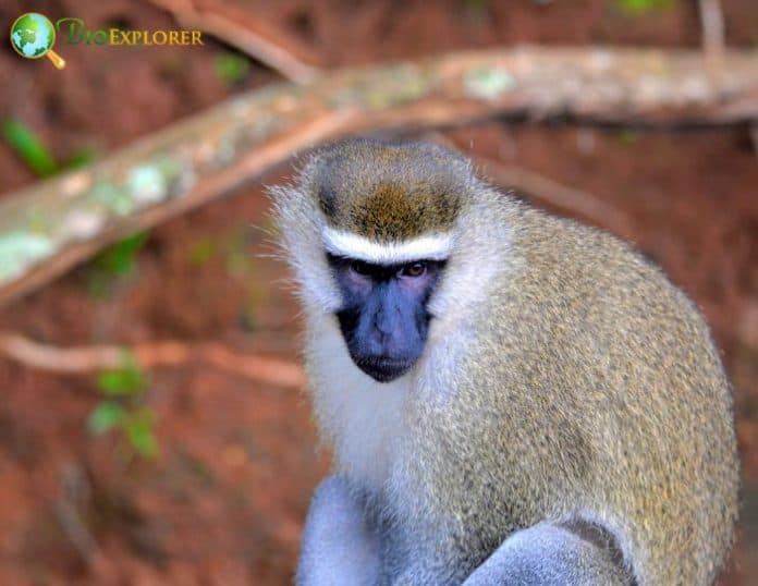 Tantalus Monkey Characteristics | Chlorocebus Tantalus Diet & Facts