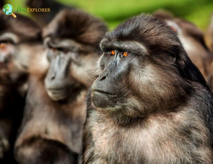 Tonkean Macaque Characteristics | Macaca Tonkeana Diet & Facts