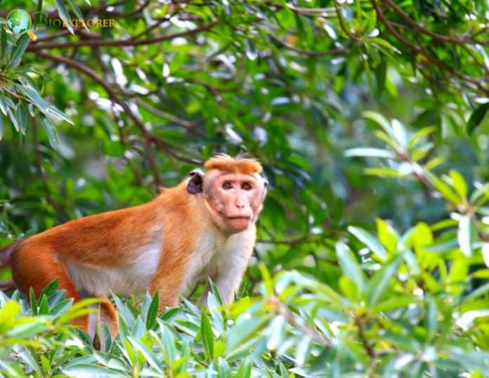 Toque Macaque Characteristics | Macaca Sinica Diet & Facts | BioExplorer