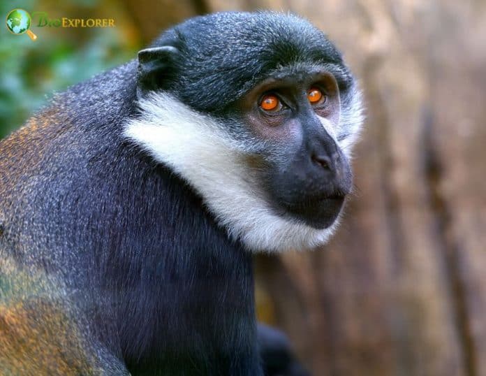 L'hoest Monkey Characteristics | Allochrocebus Lhoesti Diet & Facts