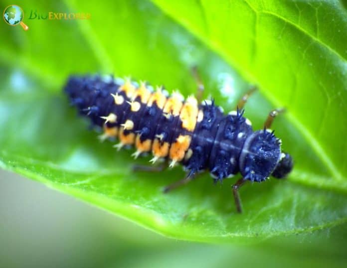 What Do Ladybugs Eat? | Ladybug Diet By Species | BioExplorer