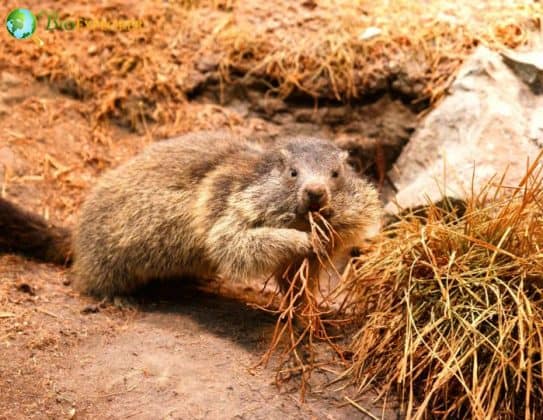 What Do Groundhogs Eat? | Surprising Diets of Groundhogs | BioExplorer