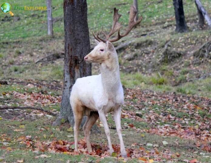 Albino Deer | Rare White Deer | Fun Facts | BioExplorer