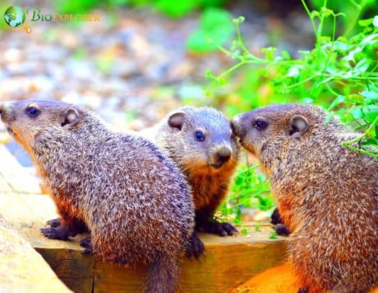 What Do Groundhogs Eat? | Surprising Diets of Groundhogs | BioExplorer