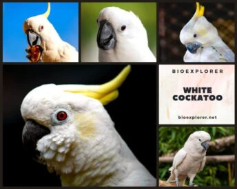 White Cockatoo | Cacatua Alba | Characteristics | BioExplorer