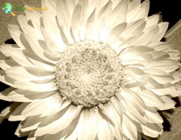 Everlasting Daisy Flower | Rhodanthe Chlorocephala | Wildflower ...