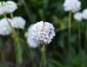 Sea Thrift Flowers | Armeria maritima | BioExplorer.net