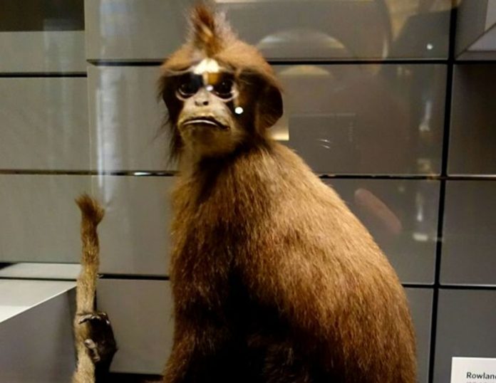 White-Fronted Langur Characteristics | Presbytis Frontata Facts