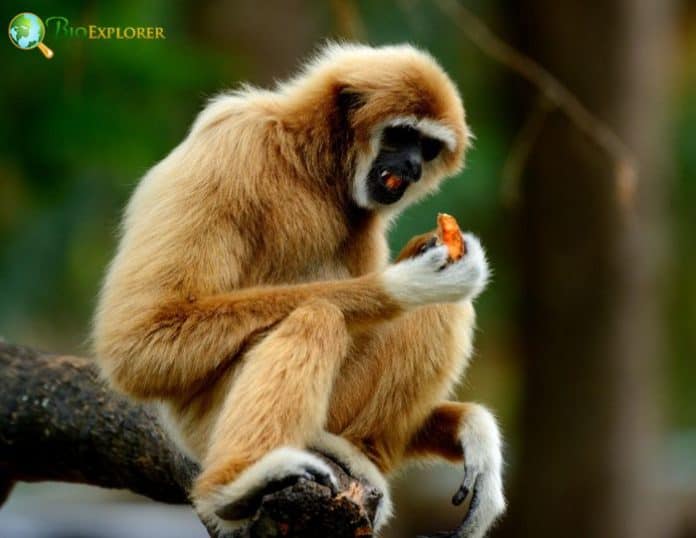 Lar Gibbon Characteristics | Hylobates Lar Diet & Facts | White-Handed ...