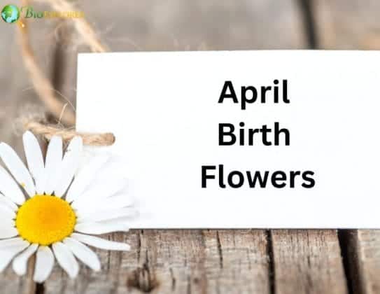 April Birth Flowers | Daisies and Sweet Peas | Meaning & Symbolism