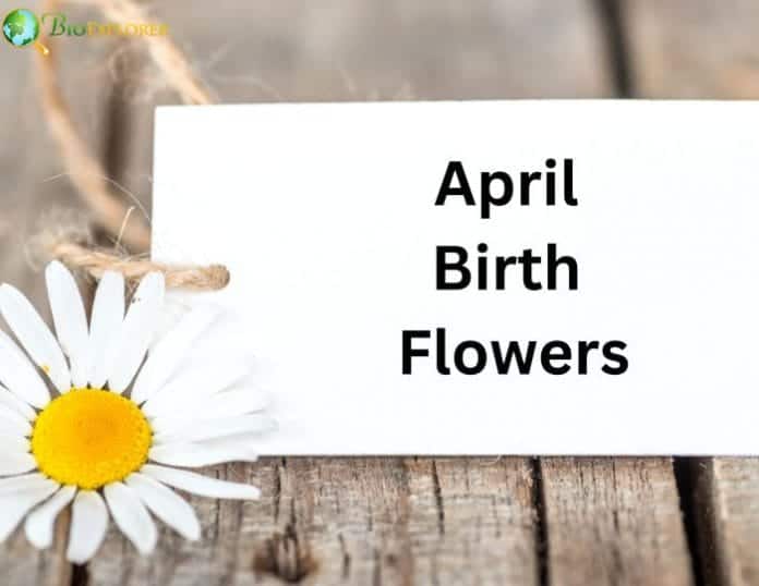 April Birth Flowers | Daisies and Sweet Peas | Meaning & Symbolism