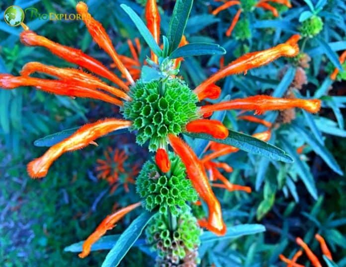 Wild Dagga Flower | Leonotis Ocymifolia | Wildflower | BioExplorer
