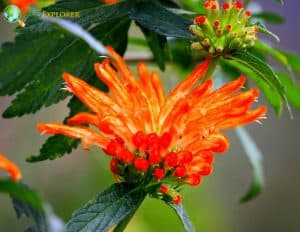 Wild Dagga Flower | Leonotis Ocymifolia | Wildflower | BioExplorer