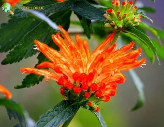 Wild Dagga Flower | Leonotis Ocymifolia | Wildflower | BioExplorer