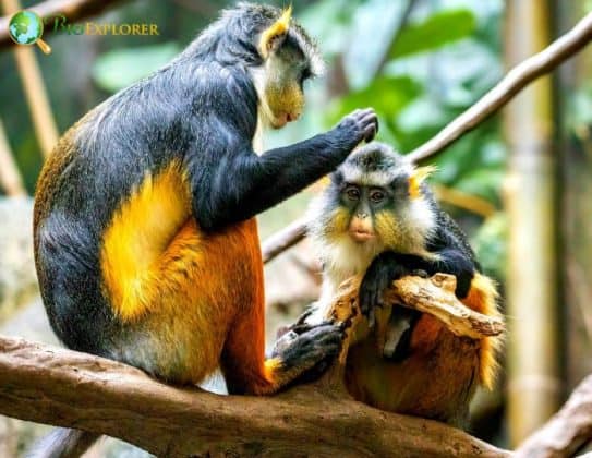 Wolf's Mona Monkey Characteristics | Cercopithecus Wolfi Facts
