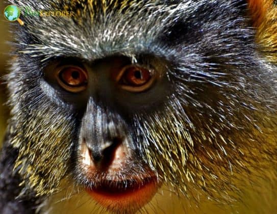 Wolf's Mona Monkey Characteristics | Cercopithecus Wolfi Facts