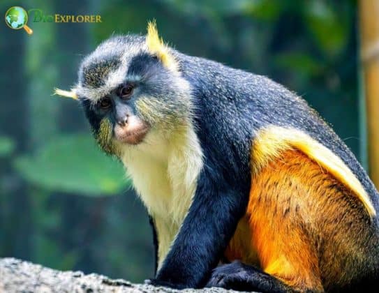Wolf's Mona Monkey Characteristics | Cercopithecus Wolfi Facts