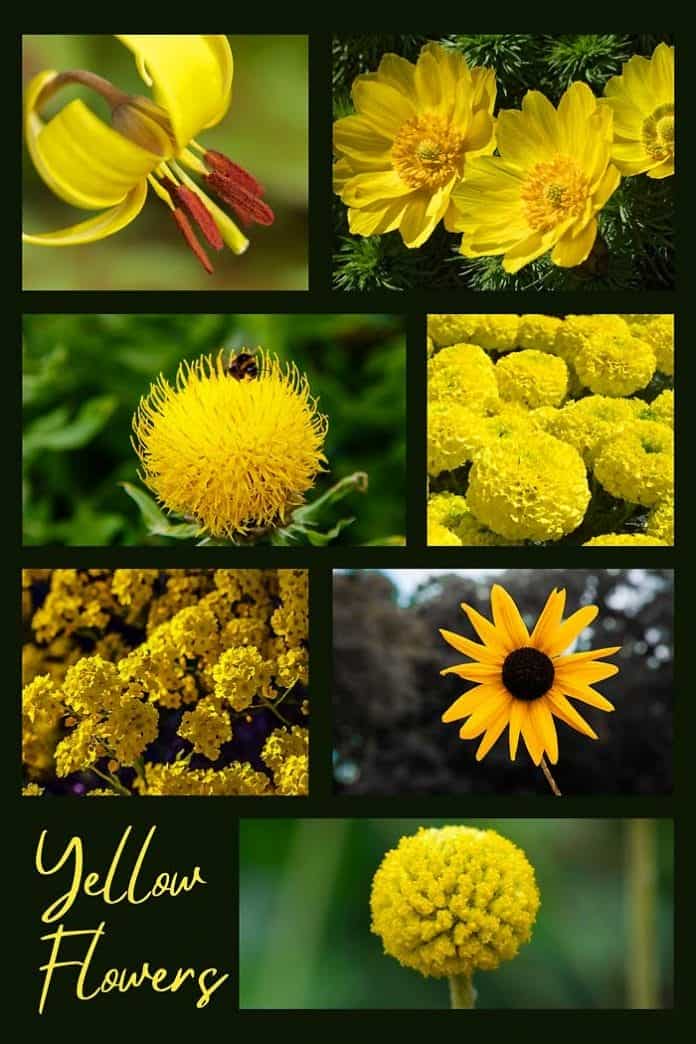 66+ Best Yellow Flowers | Popular Yellow Blossoms | BioExplorer