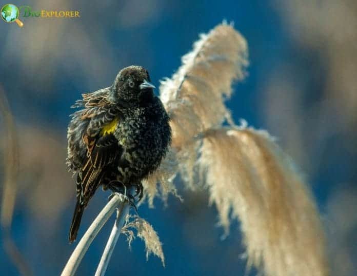 Yellow-Winged Blackbird | Agelasticus thilius | Black Bird | BioExplorer
