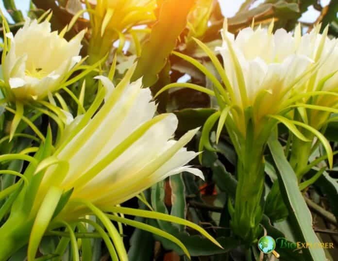 Dragon Root Flower | Arisaema dracontium | Green Dragon | Arum