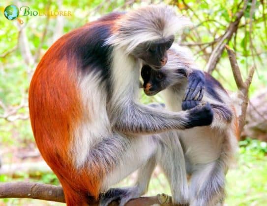 Zanzibar Red Colobus Characteristics | Piliocolobus Kirkii Facts