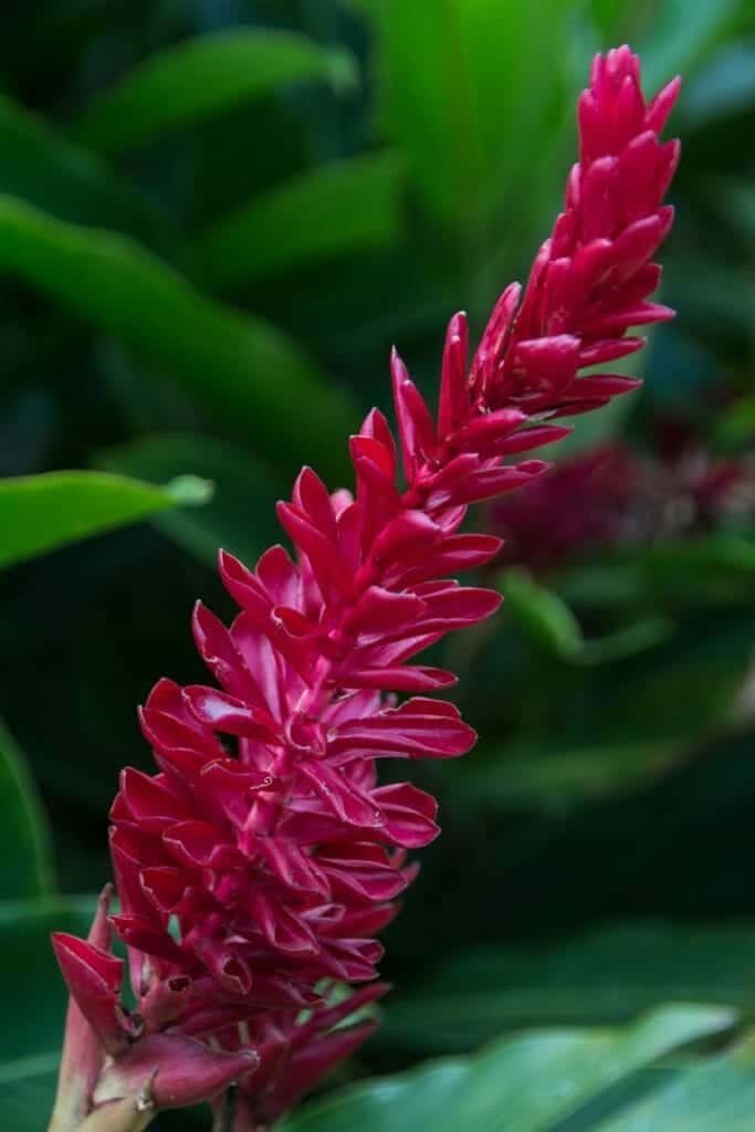 Ginger Flower | Zingiber officinale | Canton Ginger | BioExplorer.net