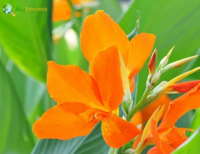 Order Zingiberales Characteristics | Ginger, Orchidantha & Banana Plants