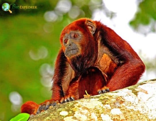 Red howler monkey Characteristics | Alouatta seniculus Diet & Facts