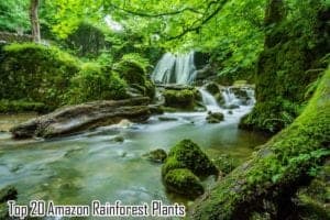 Best 18 Amazon Rainforest Plants & Flowers (Updated) | BioExplorer