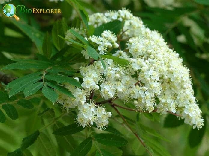 American Ash Flower | Tree of Life | Ash Tree Flowers | BioExplorer.net