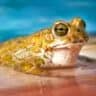 Types of Animals and Their Characteristics | Biology Explorer