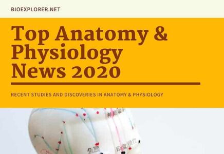 Top 25 Reproductive System Fun Facts (Updated 2023) | BioExplorer