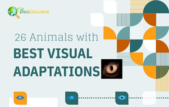 Top 26 Animals With BEST Eyesight (Visual Adaptations)
