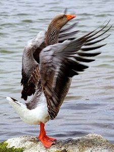 Order Anseriformes Characteristics | Types of Waterfowl Birds