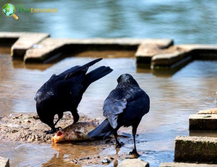 Fish Crow | Corvus Ossifragus | Black Bird | BioExplorer