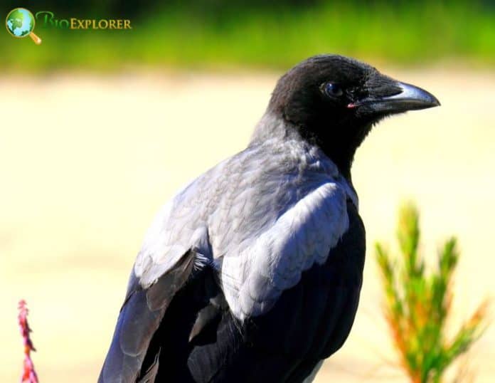 Hooded Crow | Corvux Cornix | Black and White Bird | BioExplorer