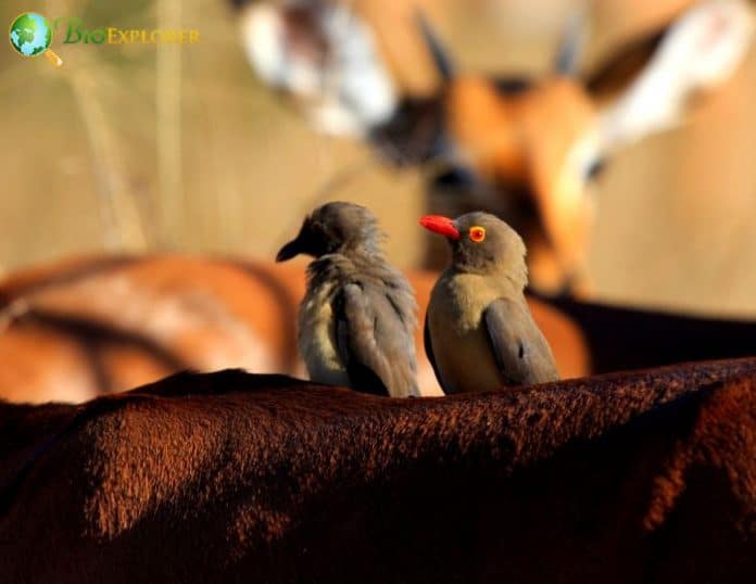 Red-billed Oxpecker | Buphagus Erythrorynchus | Black Bird