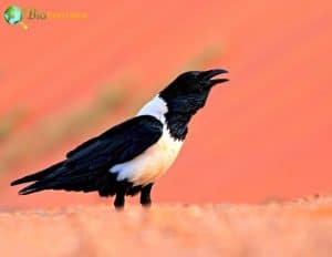 Pied Crow | Corvus Albus | Black and White Bird | BioExplorer