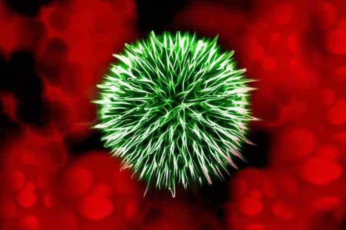 Biological Species Concept | Defining A Species | BioExplorer