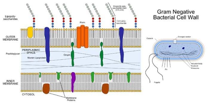 Cell Wall Functions | Types & Structure | Bio Explorer